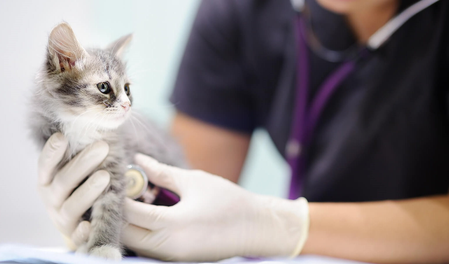 Leucemia en los gatos | Reporteros