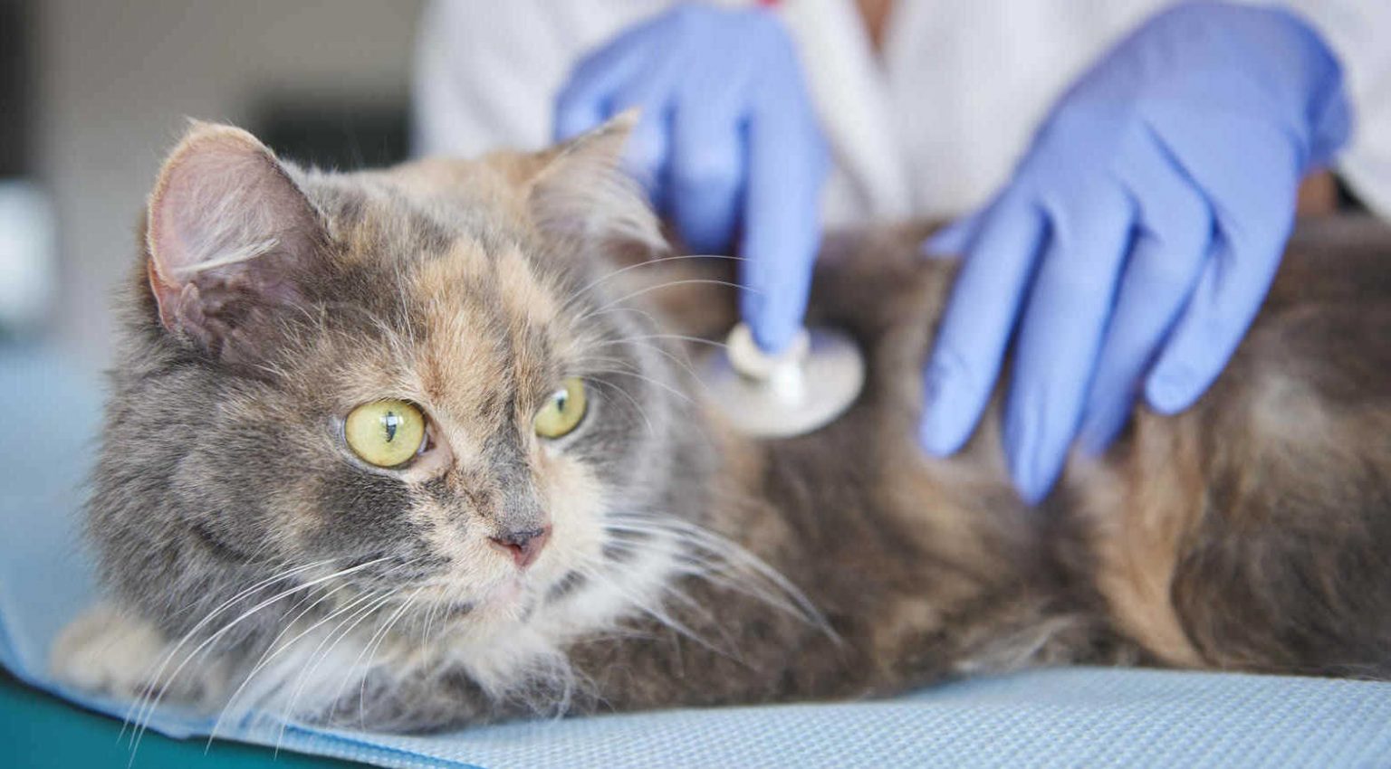 Leucemia en los gatos | Reporteros